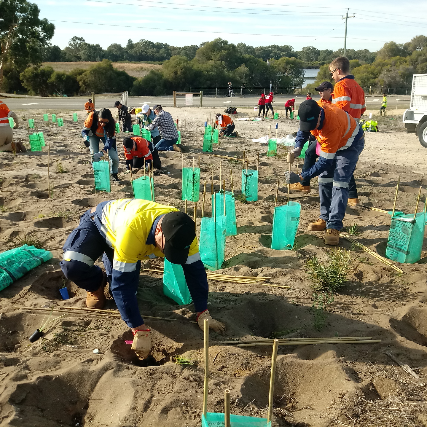 1. – Rehabilitating Roe 8