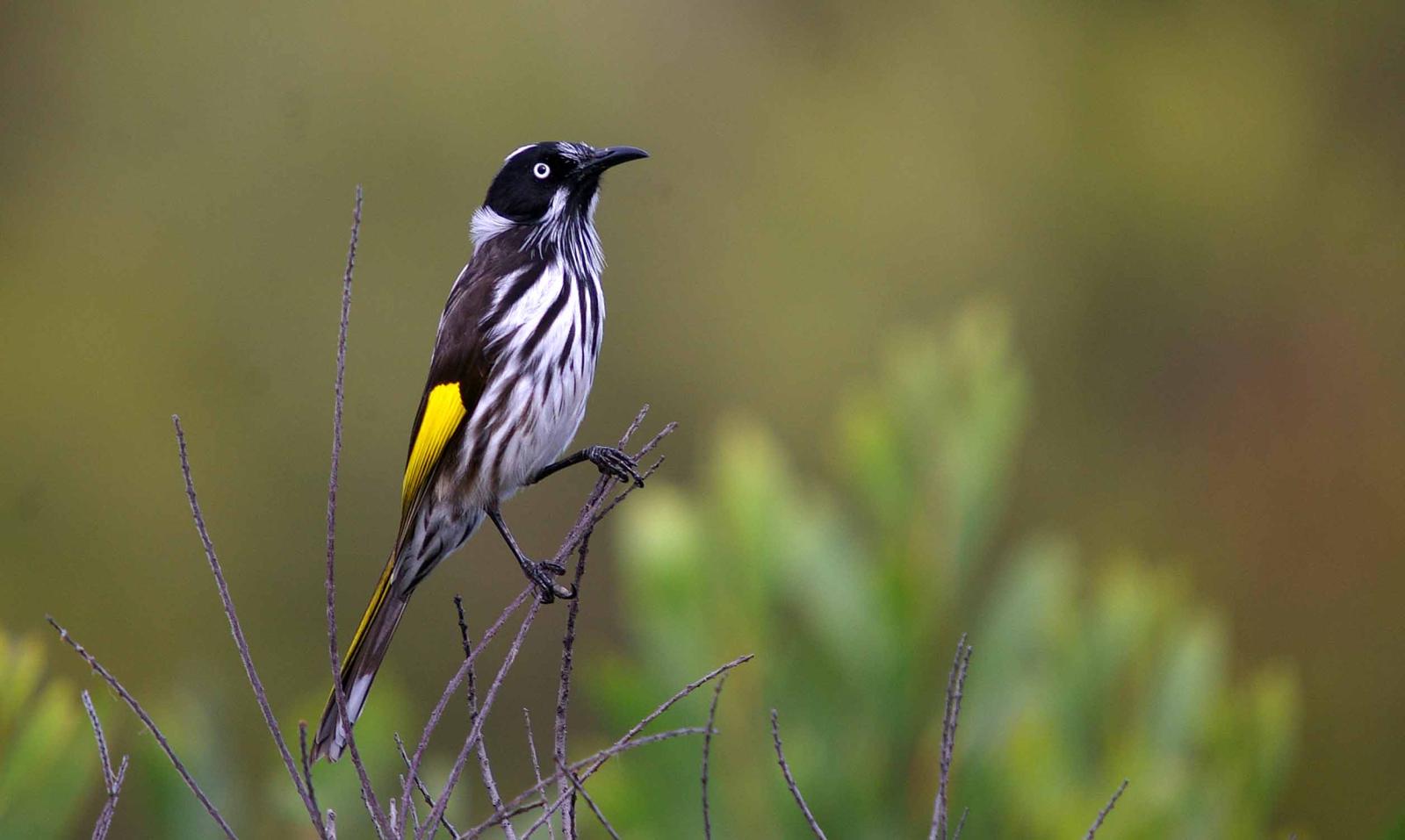 Guided Bird Walk within Roe 8 Corridor – Rehabilitating Roe 8