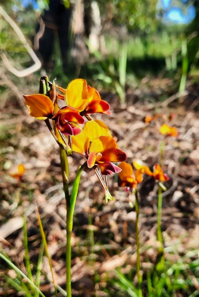 Land Management and Works Update – Rehabilitating Roe 8