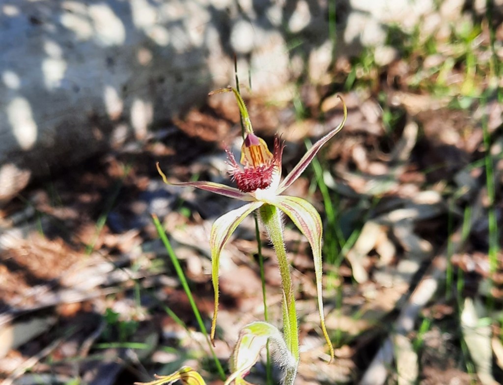 Land Management and Works Update – Rehabilitating Roe 8